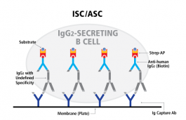 Human IgG3 Single-Color ELISPOT | ImmunoSpot®