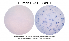 Human IL-5 Single-Color ELISPOT | ImmunoSpot®