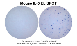 Mouse IL-5 Single-Color ELISPOT | ImmunoSpot®