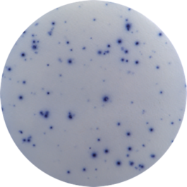 Human IL-2 Single-Color ELISPOT | ImmunoSpot®