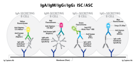 Human IgM/IgA/IgG1/IgG3 Four-Color FluoroSpot | ImmunoSpot®