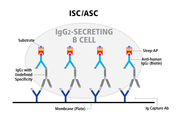 ImmunoSpot® - Human IgG2 Single-Color ELISPOT