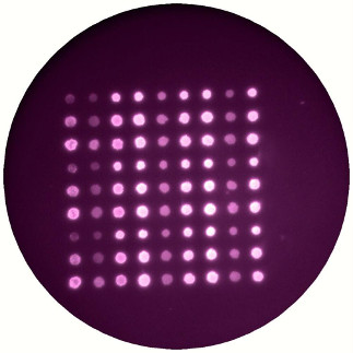 ImmunoSpot® - ImmunoSpot® Analyzers