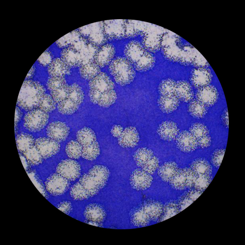 ImmunoSpot® - BioSpot™ Software Suite